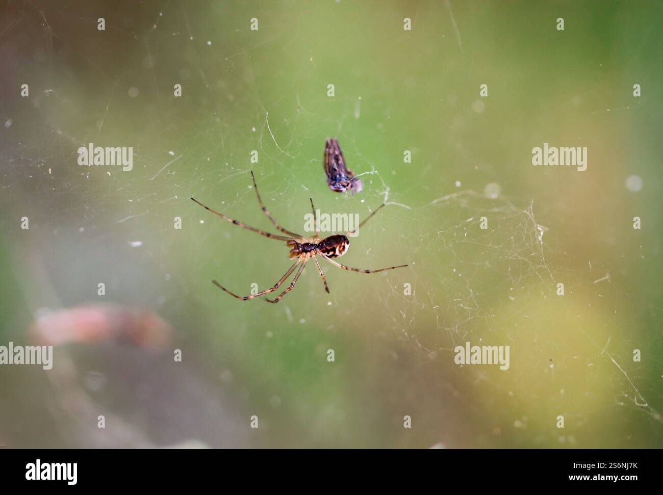 Common canopy spider, Linyphia triangularis in its web together with ...