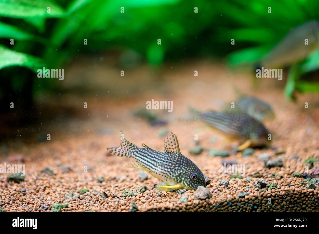 Corydoras sterbai (sterbas armored catfish) in an aquarium Stock Photo ...