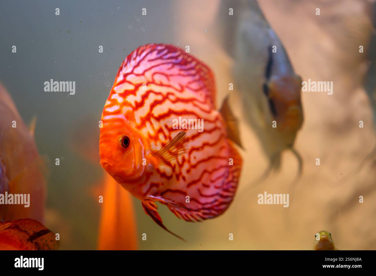 A discus fish in an aquarium. Discus fish come from the Amazon Stock ...