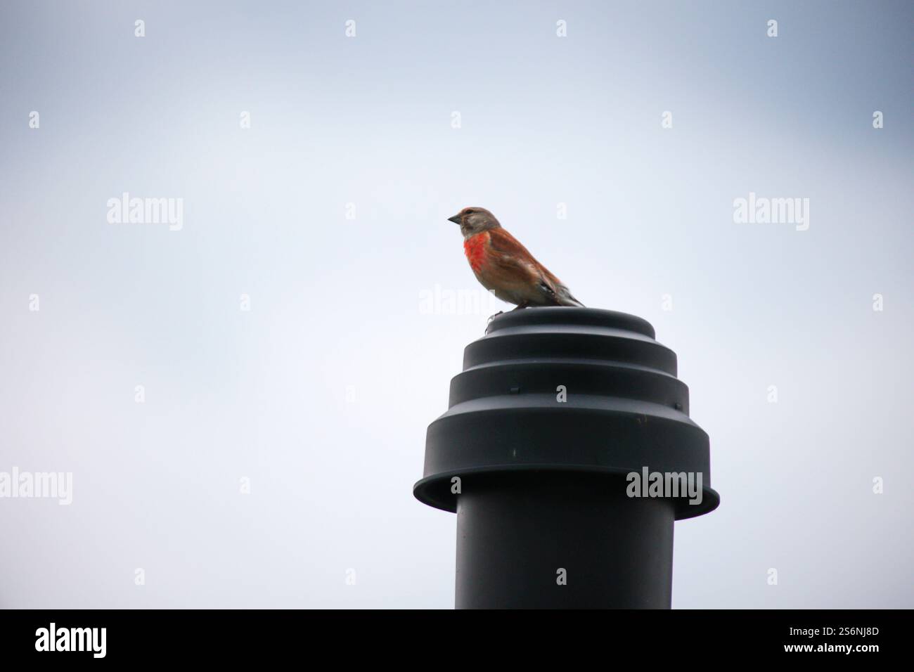 Blood house hi-res stock photography and images - Alamy