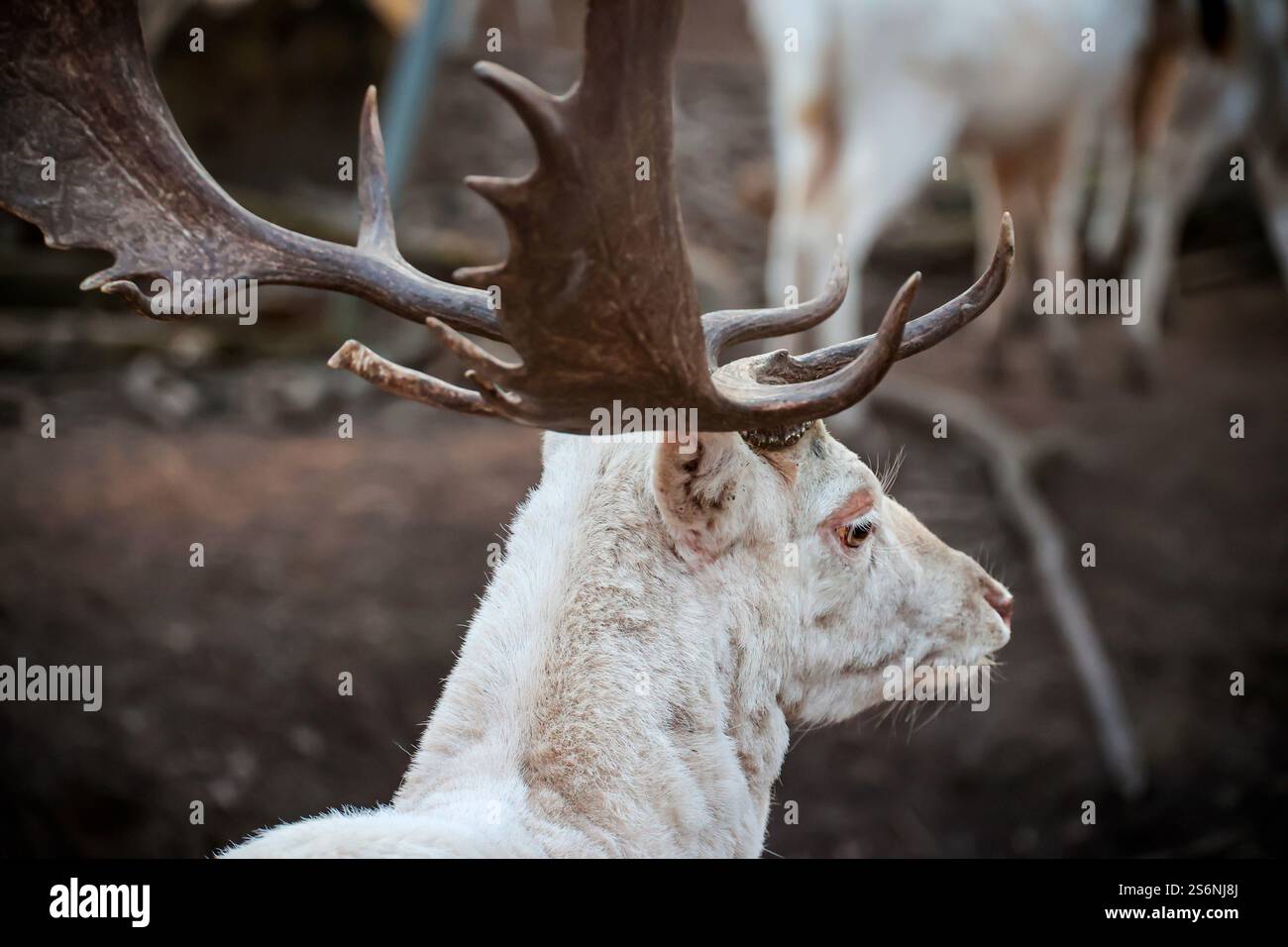 Hoofed ruminants hi-res stock photography and images - Alamy