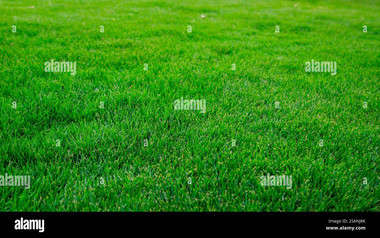 A grass texture, lots of lush grass with a rich green color Stock Photo ...