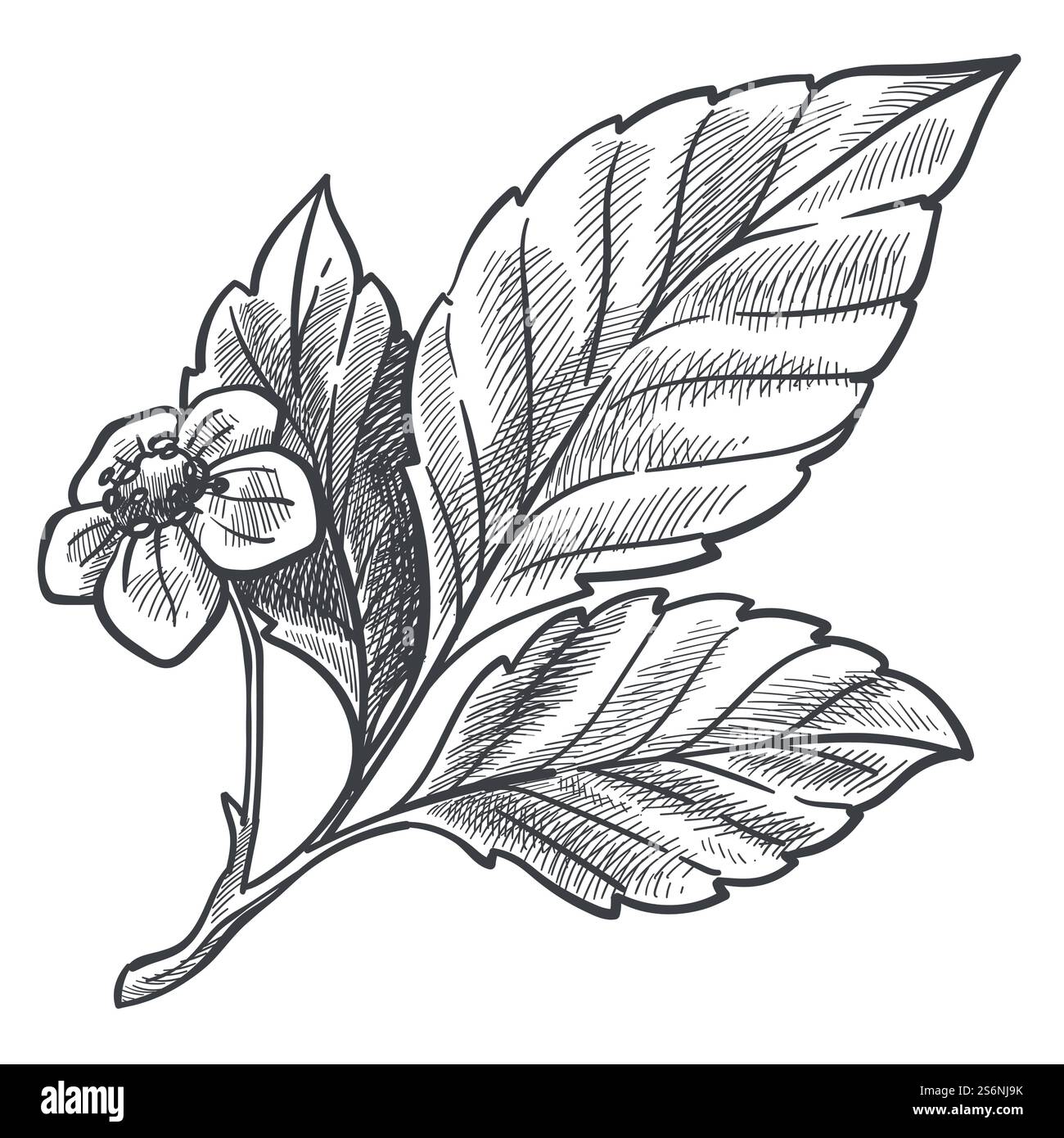 Gardening and cultivation, growing strawberry plant. Isolated bush with ...