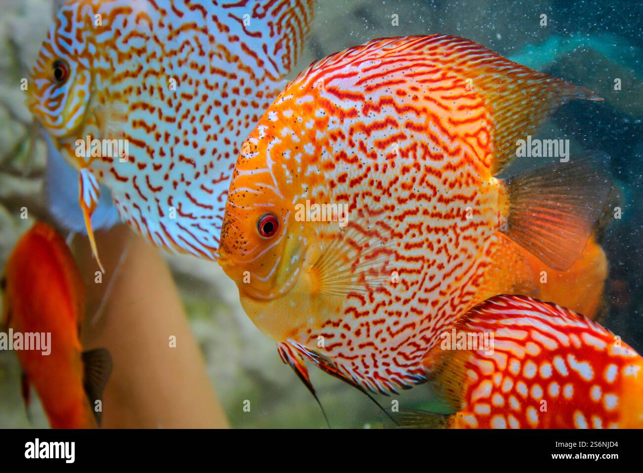 Portrait, close-up of a discus fish. Discus in an aquarium Stock Photo ...