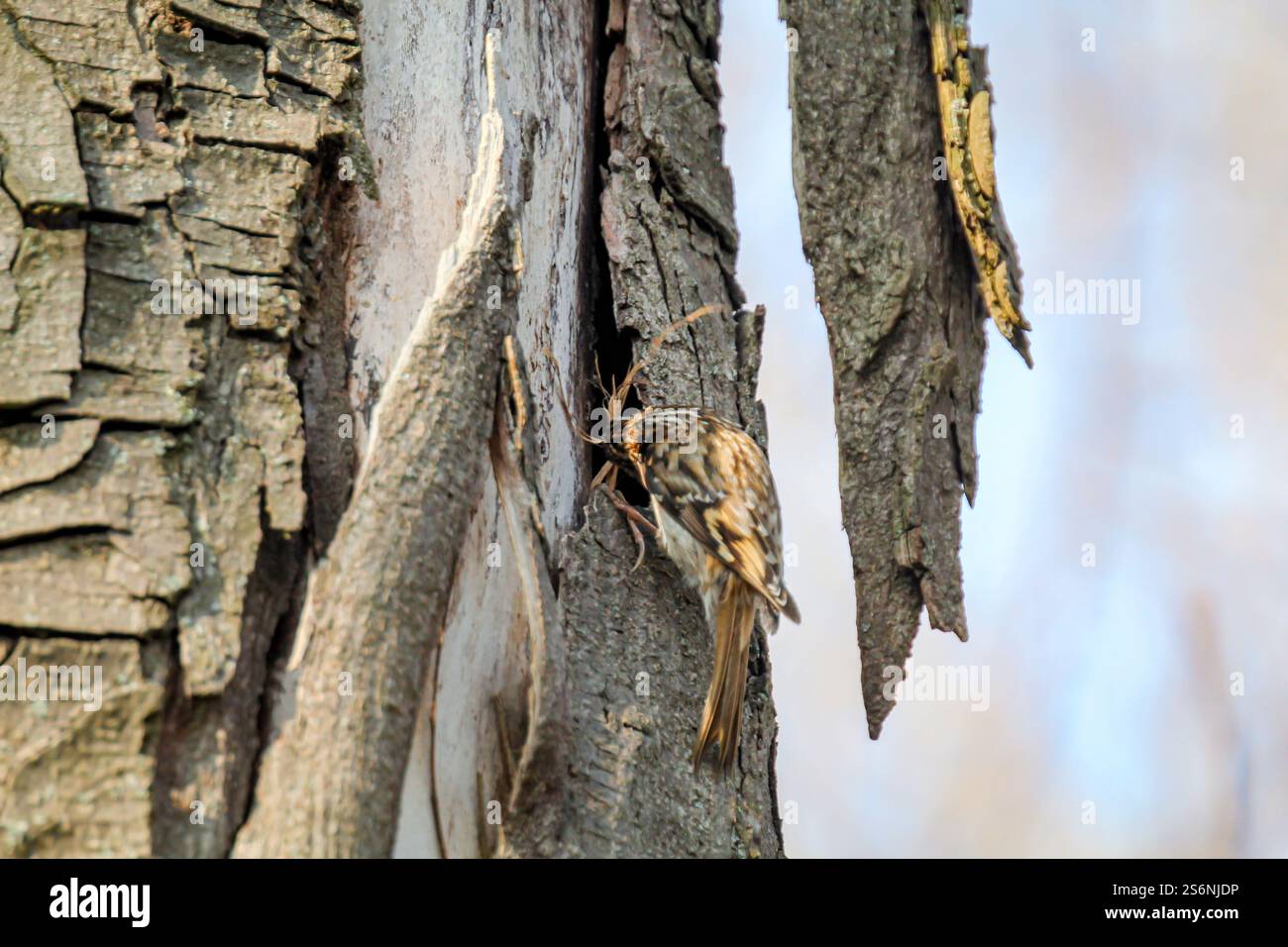 Certhia brachydactyla brings nesting material to the nest box hi-res ...