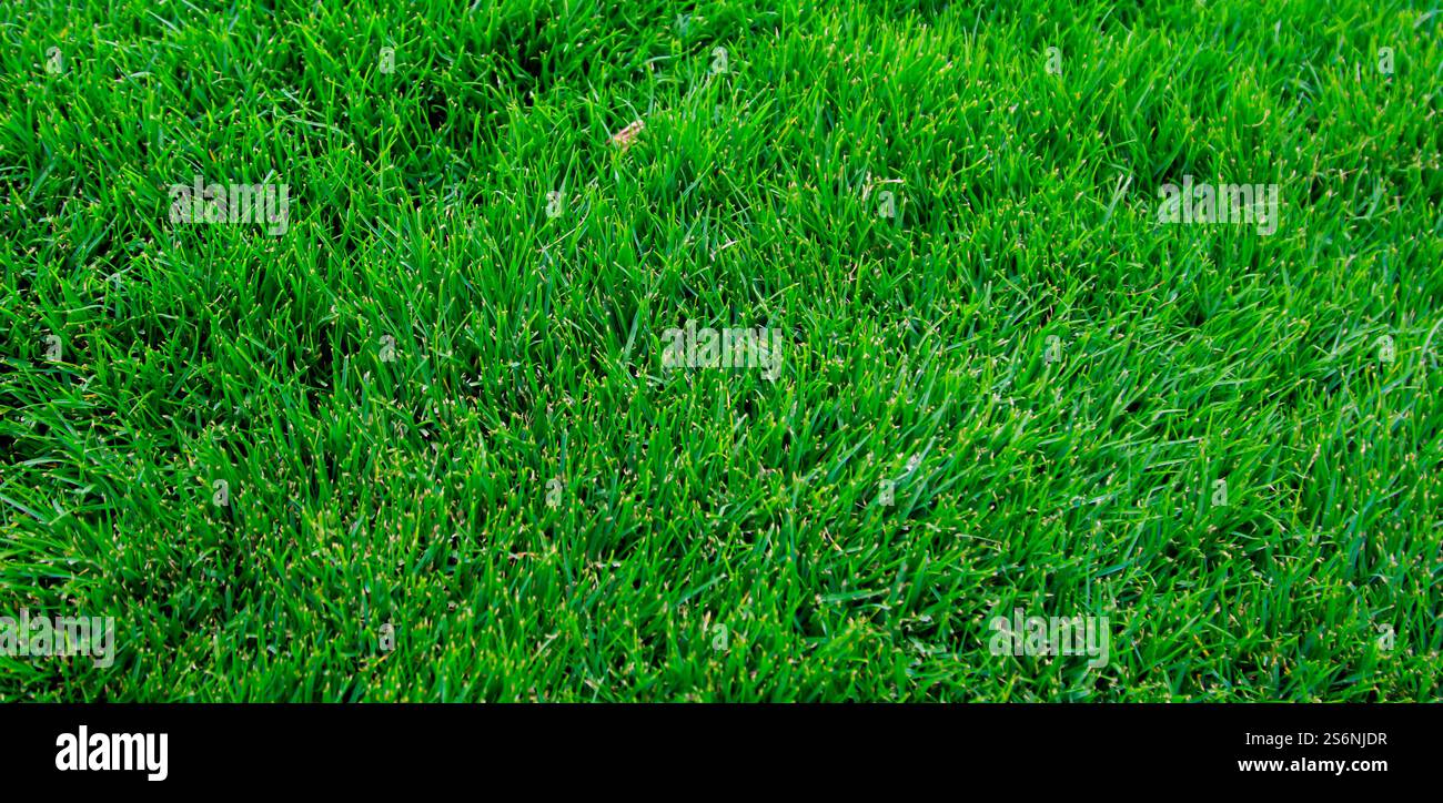 A grass texture, lots of lush grass with a rich green Stock Photo - Alamy