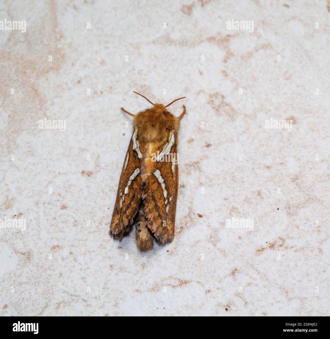 Photograph of a small hop rootworm on a wall Stock Photo - Alamy