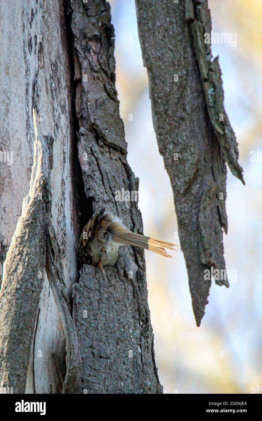 A treecreeper, Certhia brachydactyla brings nesting material to the ...