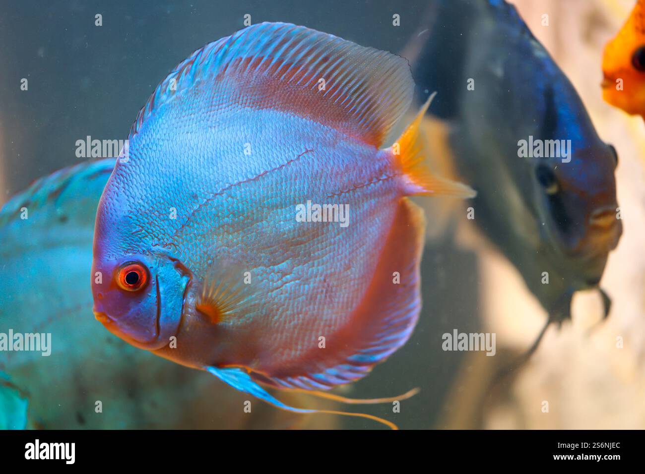 A discus fish in an aquarium. Discus fish come from the Amazon Stock ...