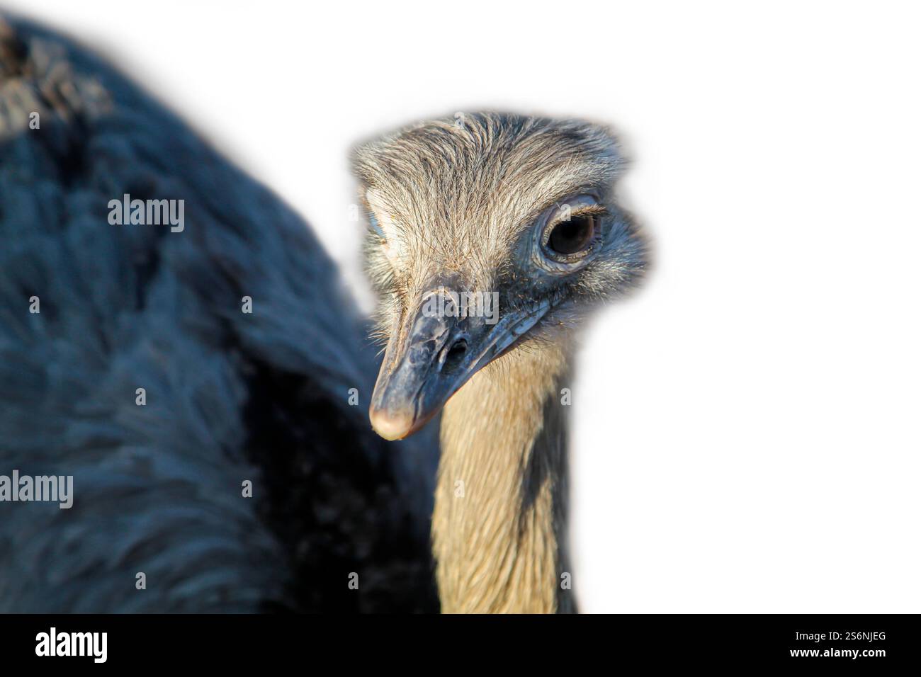 Photograph of an emu. Emus are flightless birds Stock Photo - Alamy