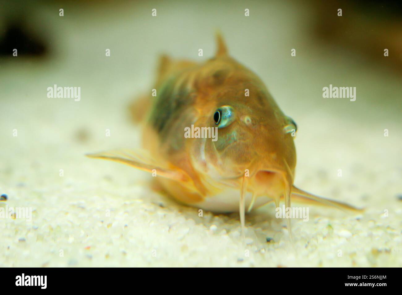An armored metal catfish on the bottom of an aquarium Stock Photo - Alamy
