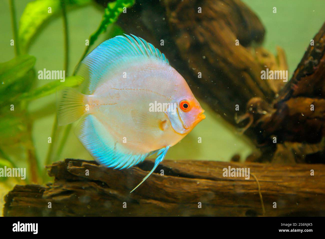 A discus fish, cichlid in an Amazon aquarium Stock Photo - Alamy