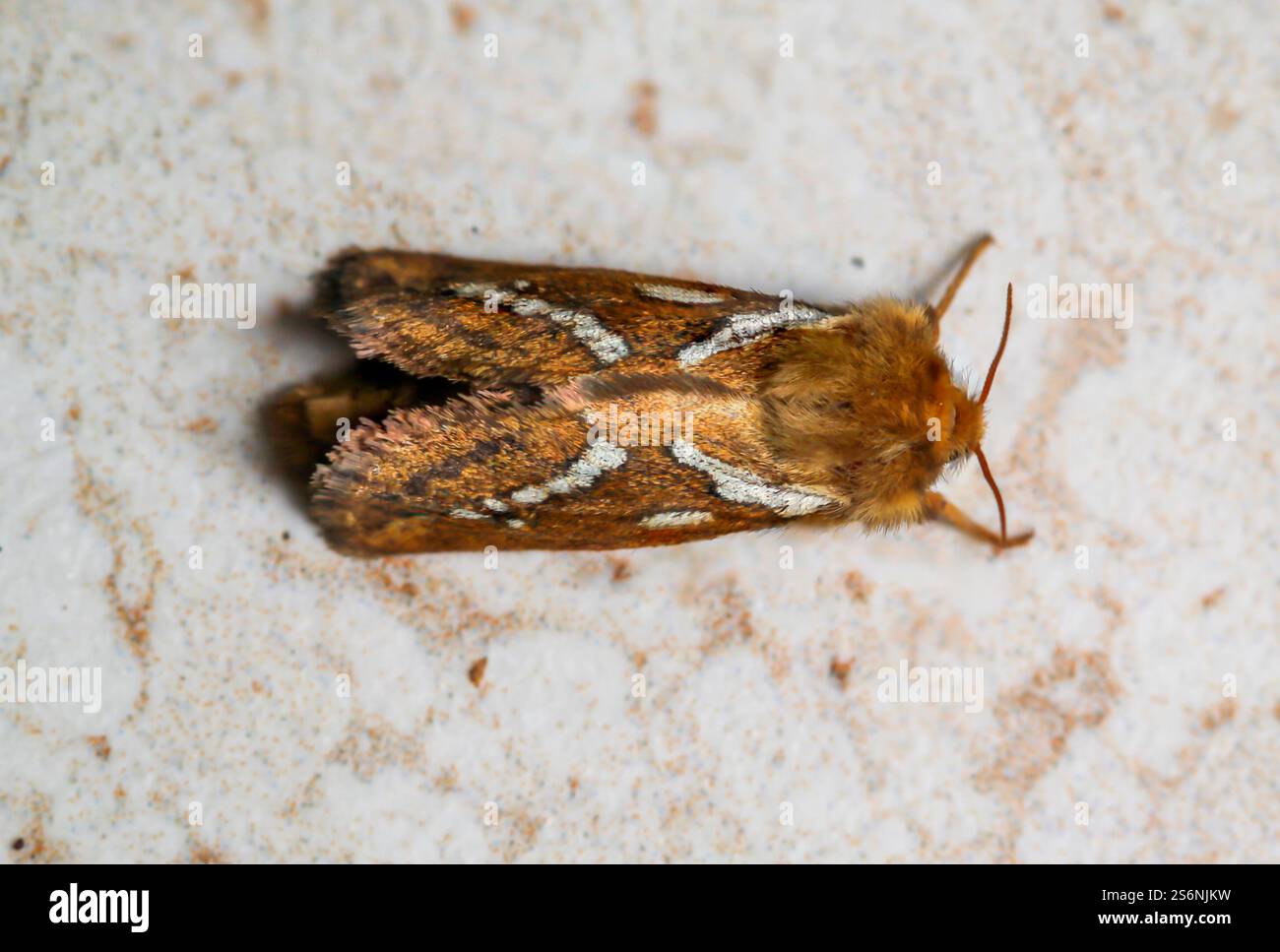 Side view of a small hop rootworm on a wall Stock Photo - Alamy