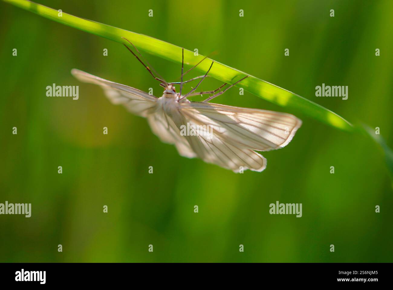 A shy siona lineata, hard hay moth on a blade of grass Stock Photo - Alamy