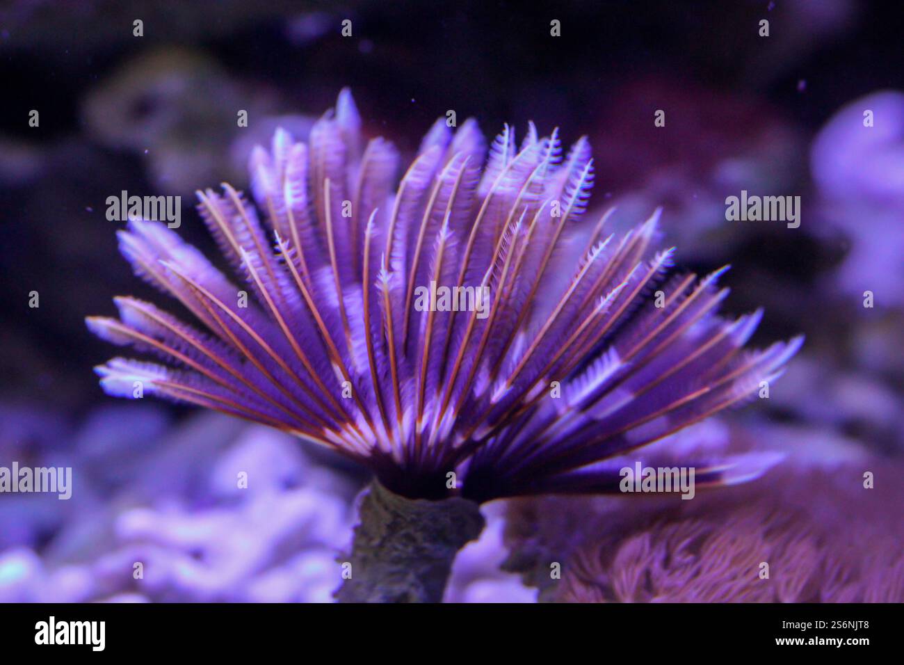 A lime tube worm in a marine aquarium Stock Photo - Alamy