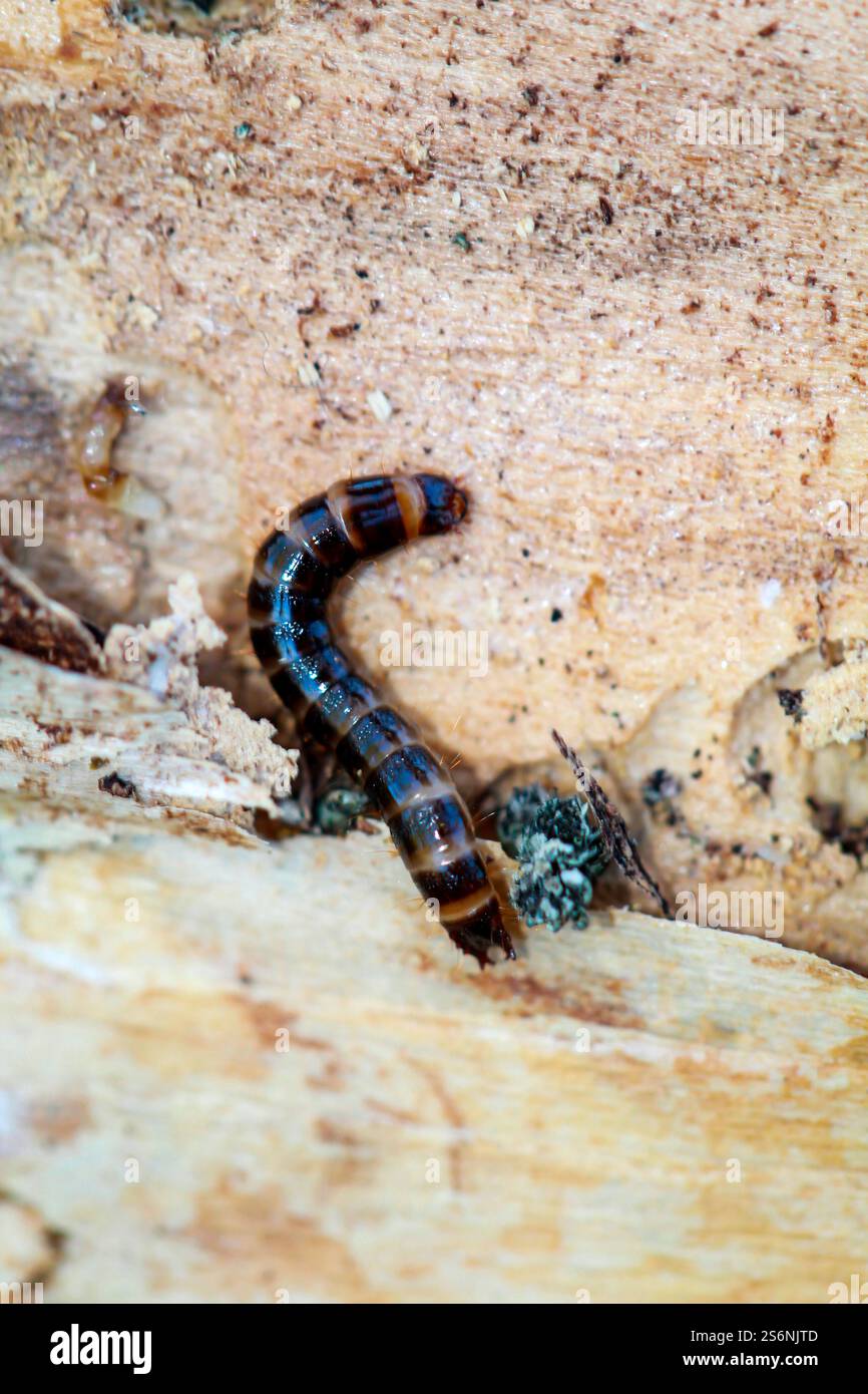 Close-up of a larva of a firefly, a short-winged moth Stock Photo - Alamy
