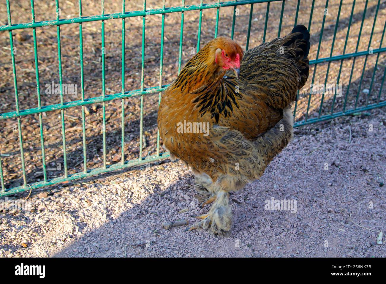 Freely running chickens on hi-res stock photography and images - Alamy