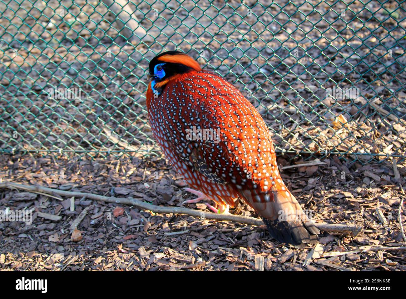 A portrait of a pheasant-like bird, exotic chicken Stock Photo - Alamy