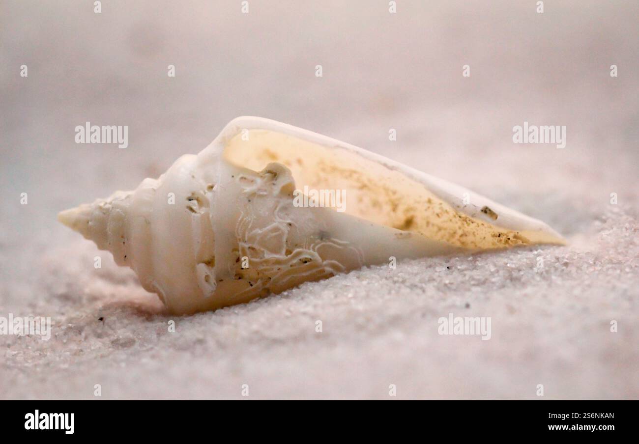 Seashell lying in sand hi-res stock photography and images - Alamy