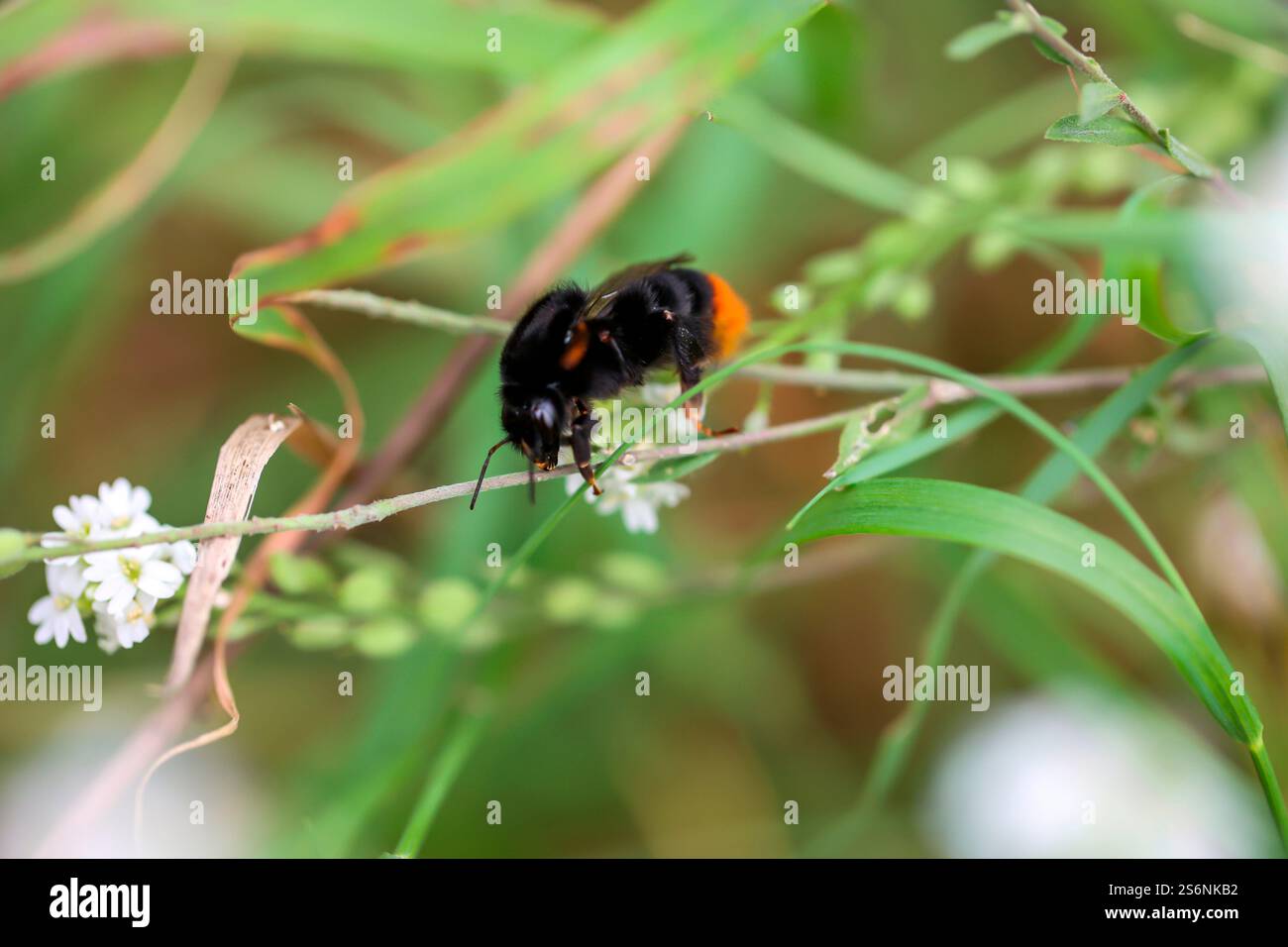 The portrait of a bumblebee on a meadow plant Stock Photo - Alamy