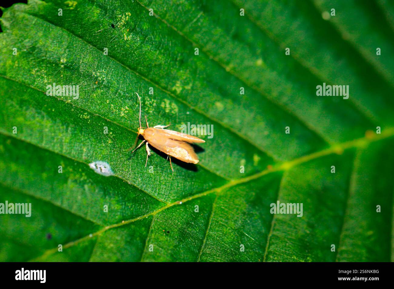 Moths on fruit hi-res stock photography and images - Alamy