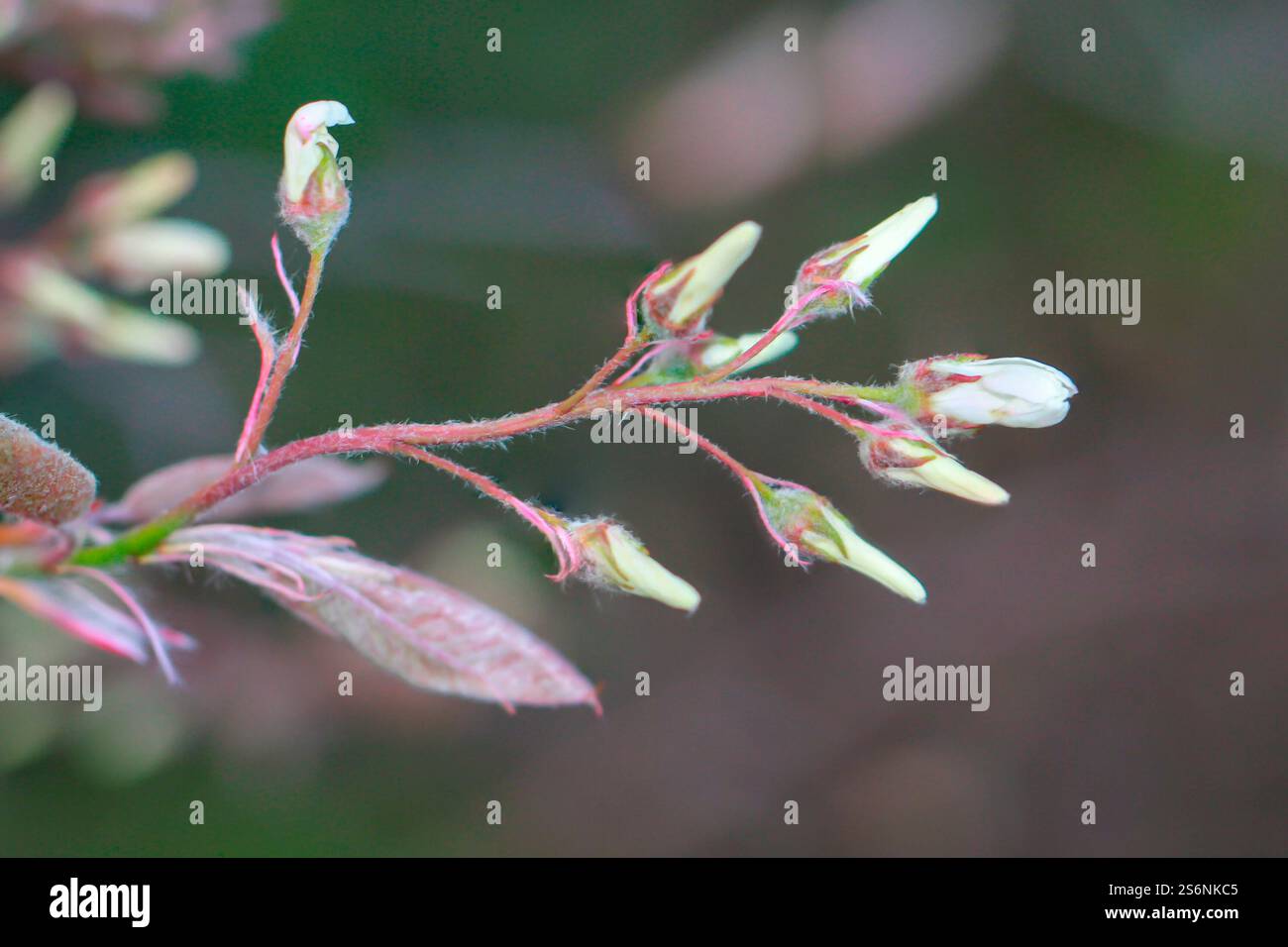 Adolescent in close up hi-res stock photography and images - Alamy