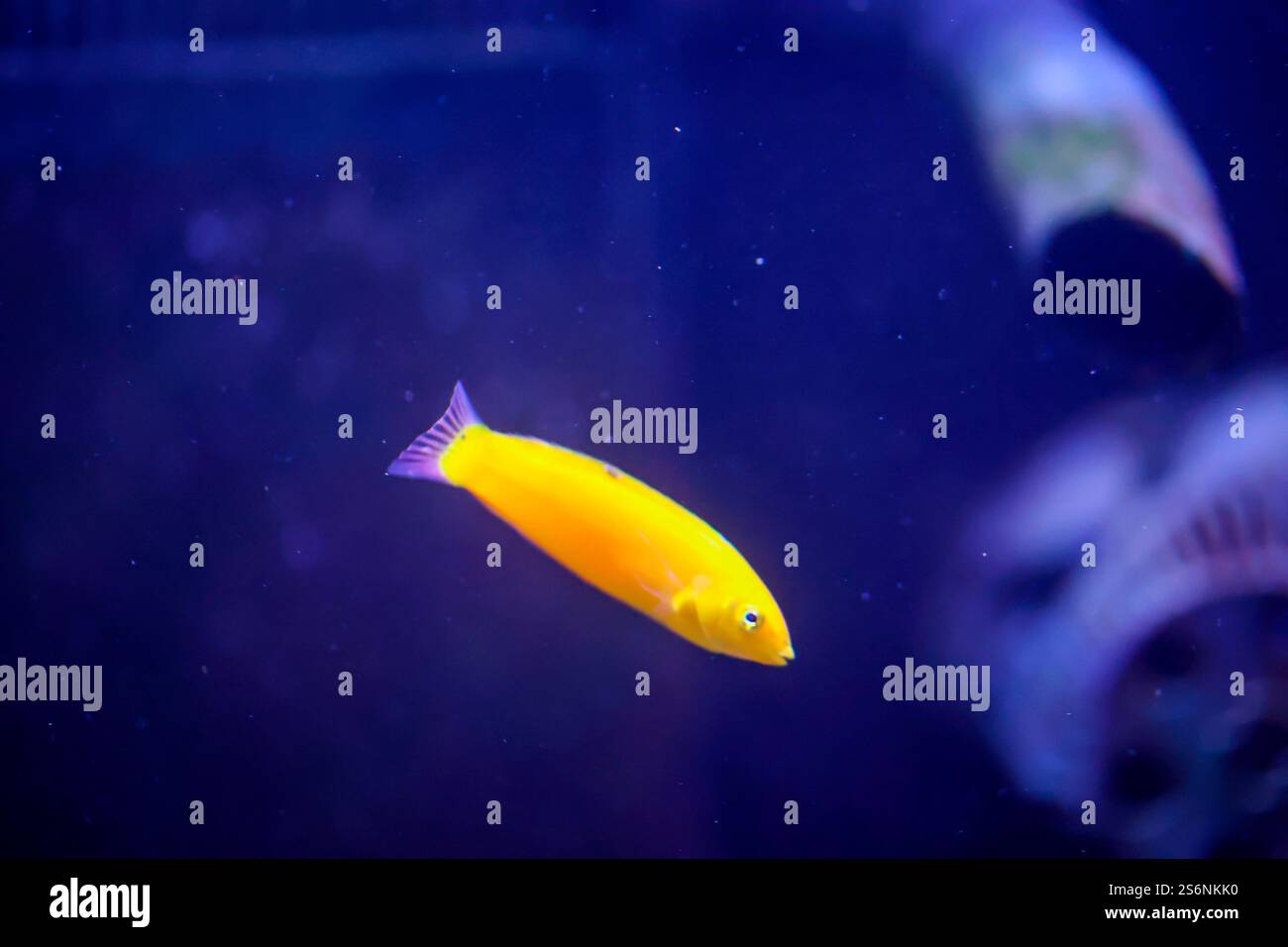 Yellow in seawater aquarium in case of danger hi-res stock photography ...