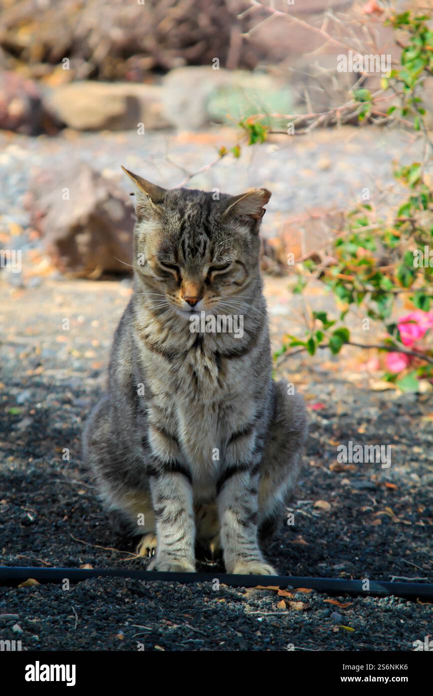 Fur of a cat hi-res stock photography and images - Alamy