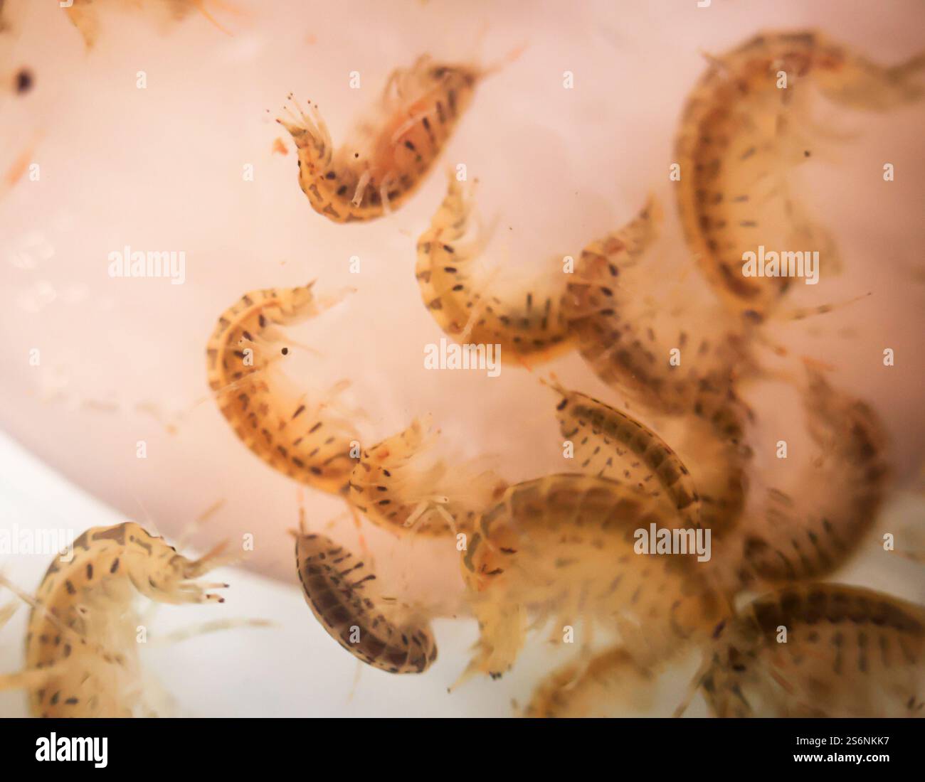 Marine amphipods hi-res stock photography and images - Alamy