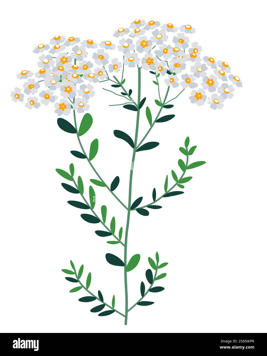 Daisy wildflowers growing in Stock Vector Images - Alamy