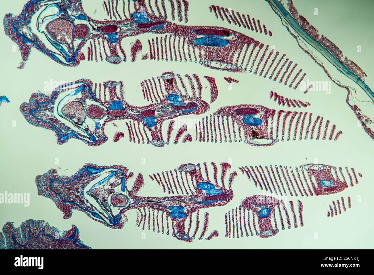 Zebrafish gills hi-res stock photography and images - Alamy