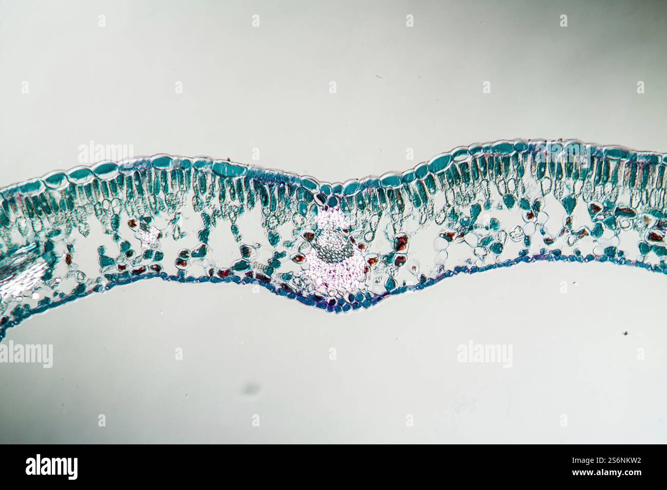 Leaf cross section microscope hi-res stock photography and images - Alamy