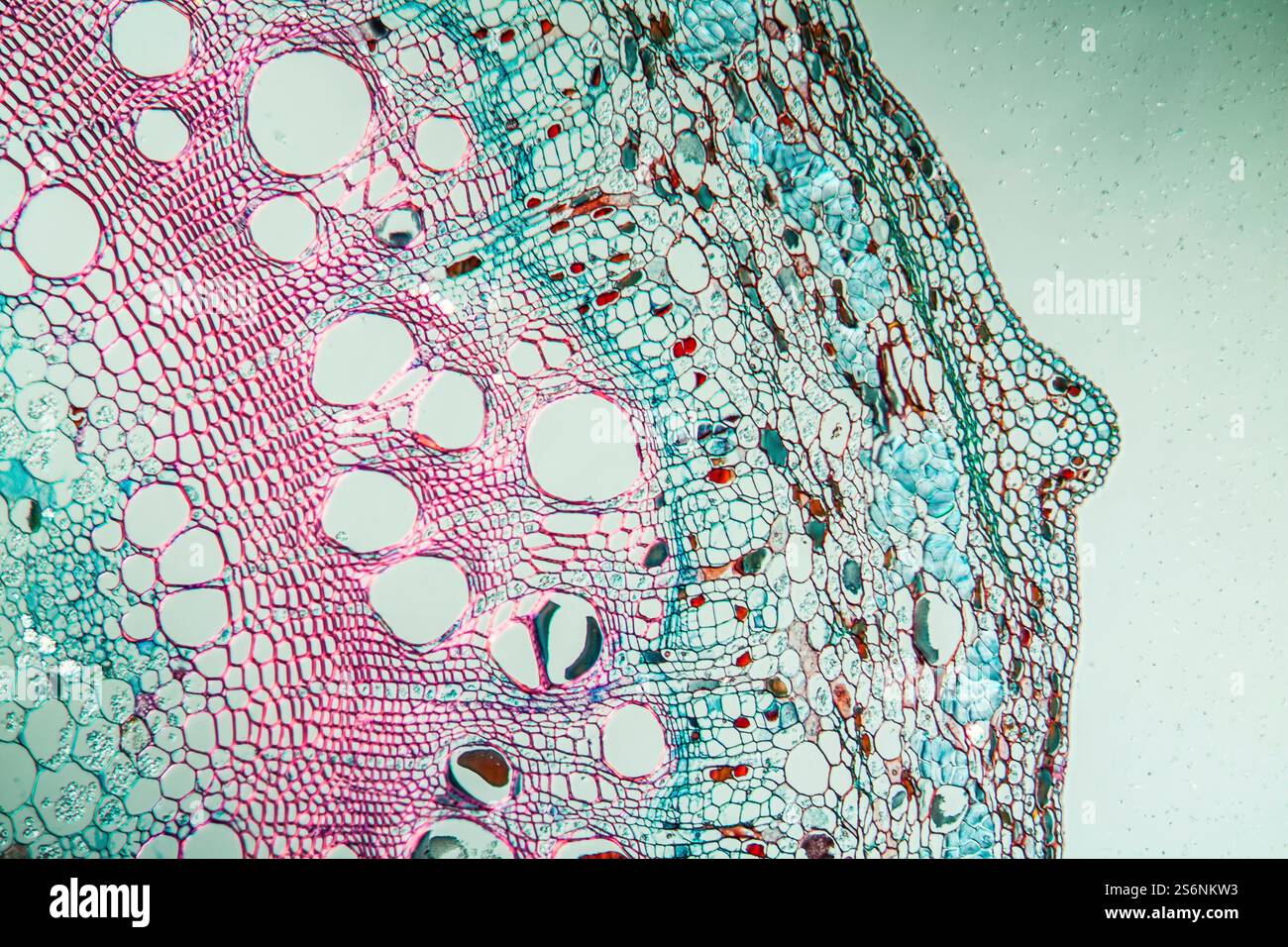 Hop twig t.s., 100 Stock Photo - Alamy