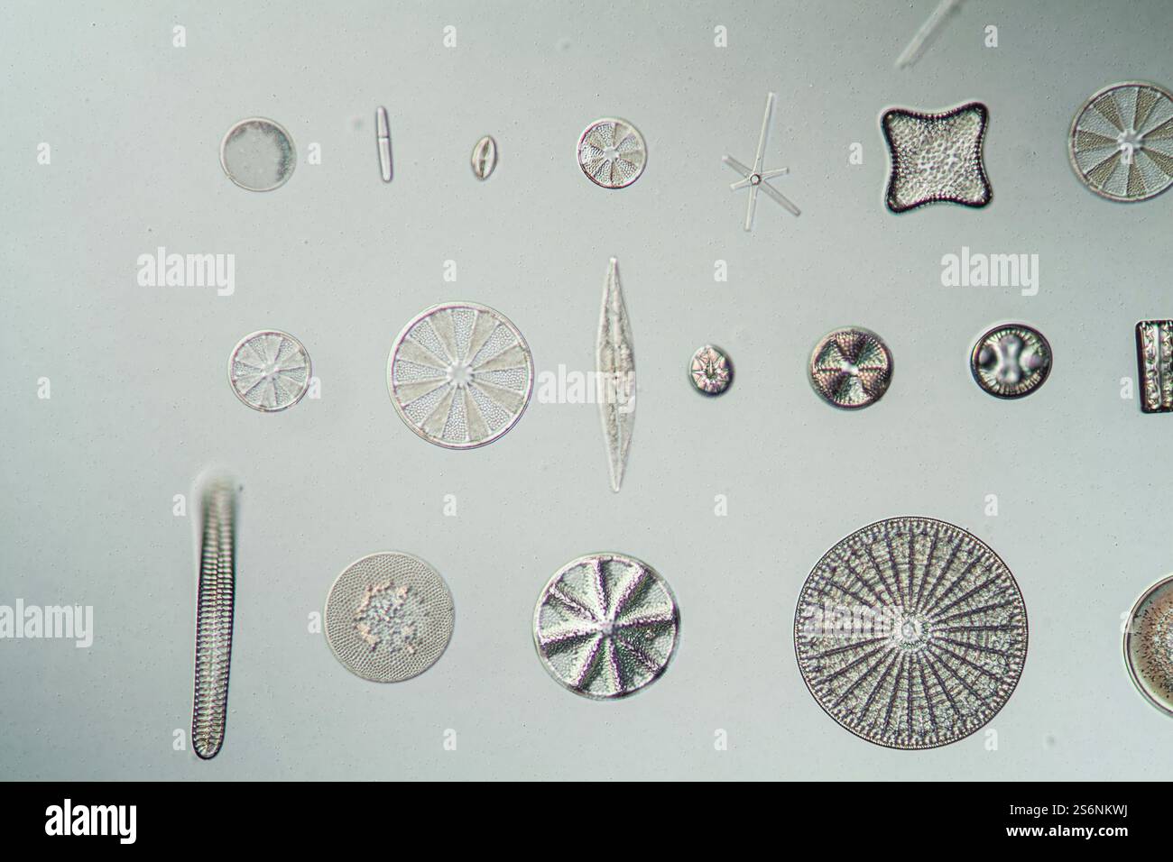 Diatoms hi-res stock photography and images - Alamy