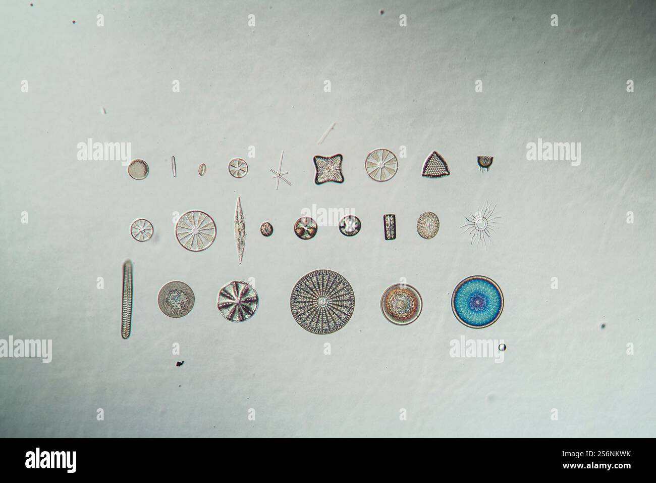 Diatoms hi-res stock photography and images - Alamy