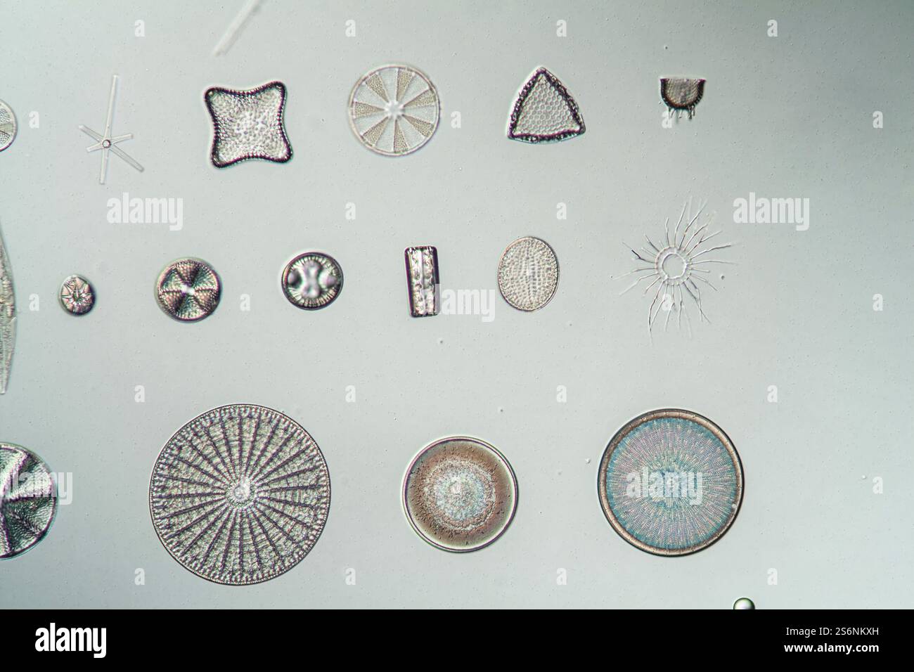 Diatoms hi-res stock photography and images - Alamy