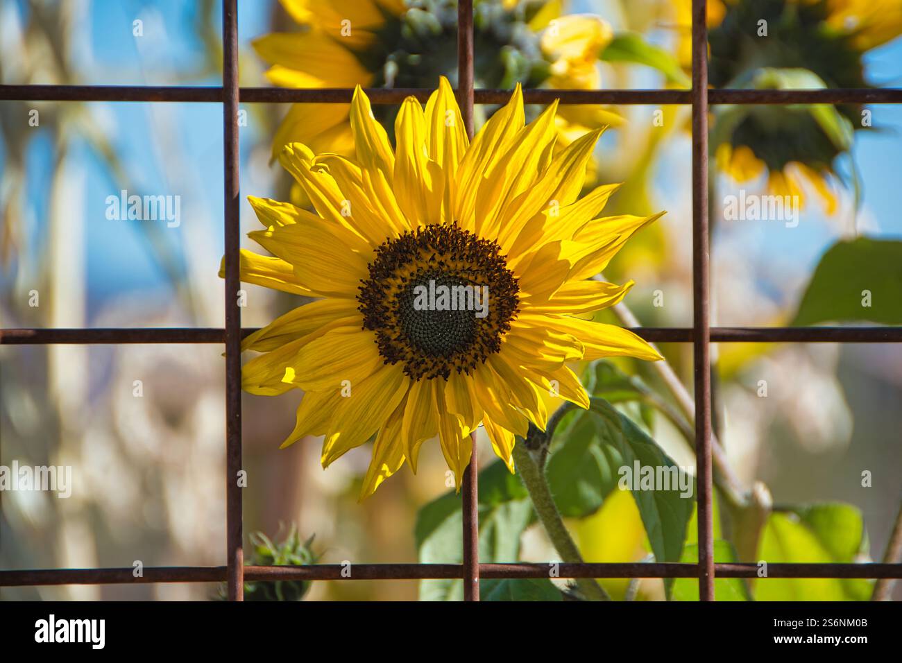 A vibrant yellow sunflower framed by a rustic metal fence, glowing in ...
