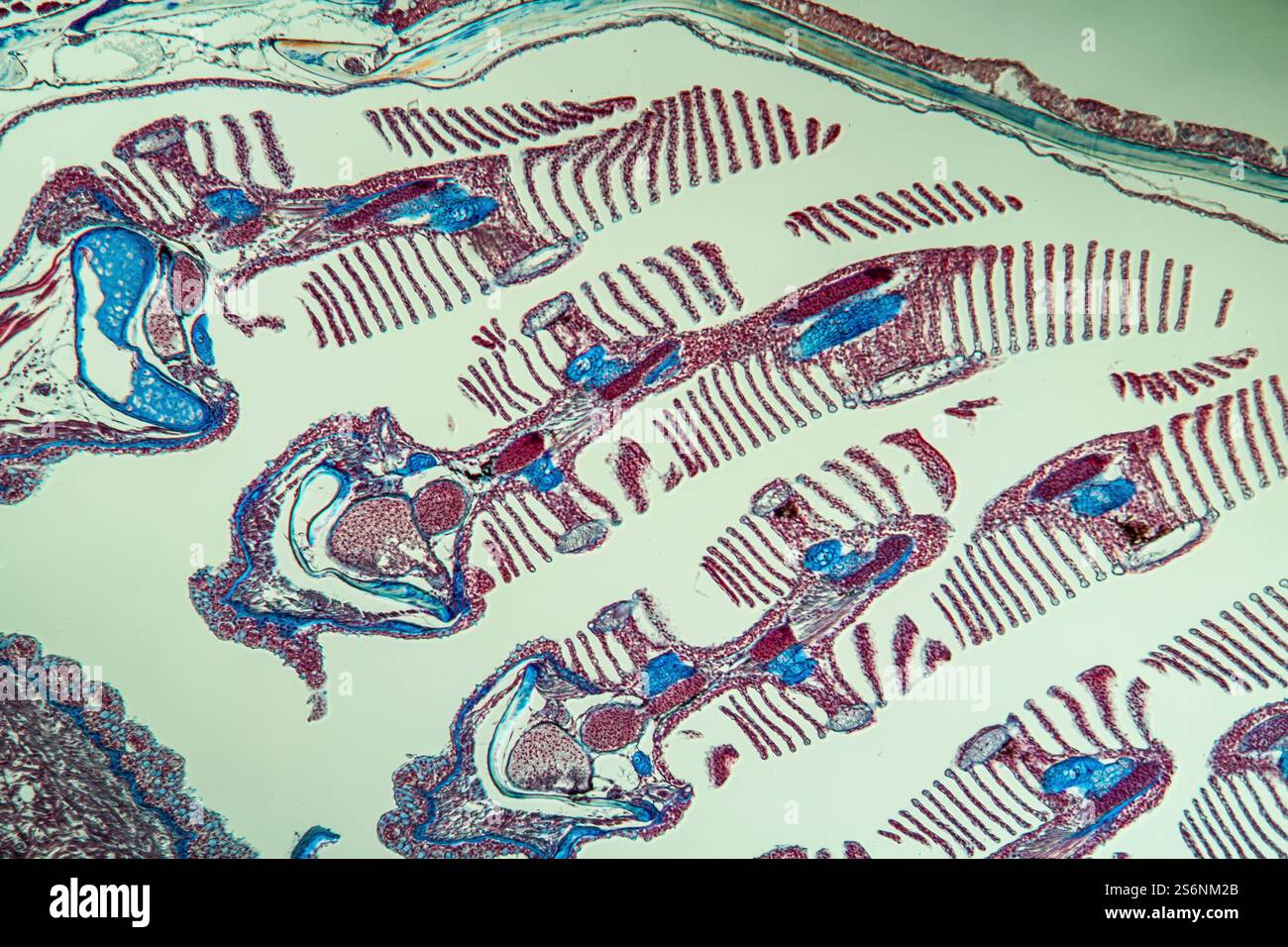 Fish cells hi-res stock photography and images - Alamy