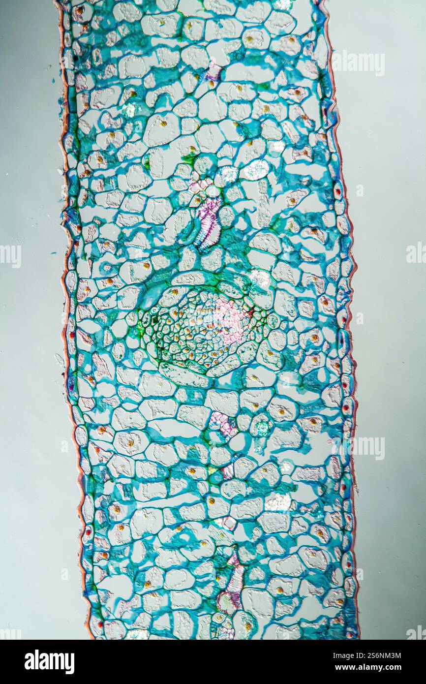 Mistletoe cross section 100x Stock Photo - Alamy