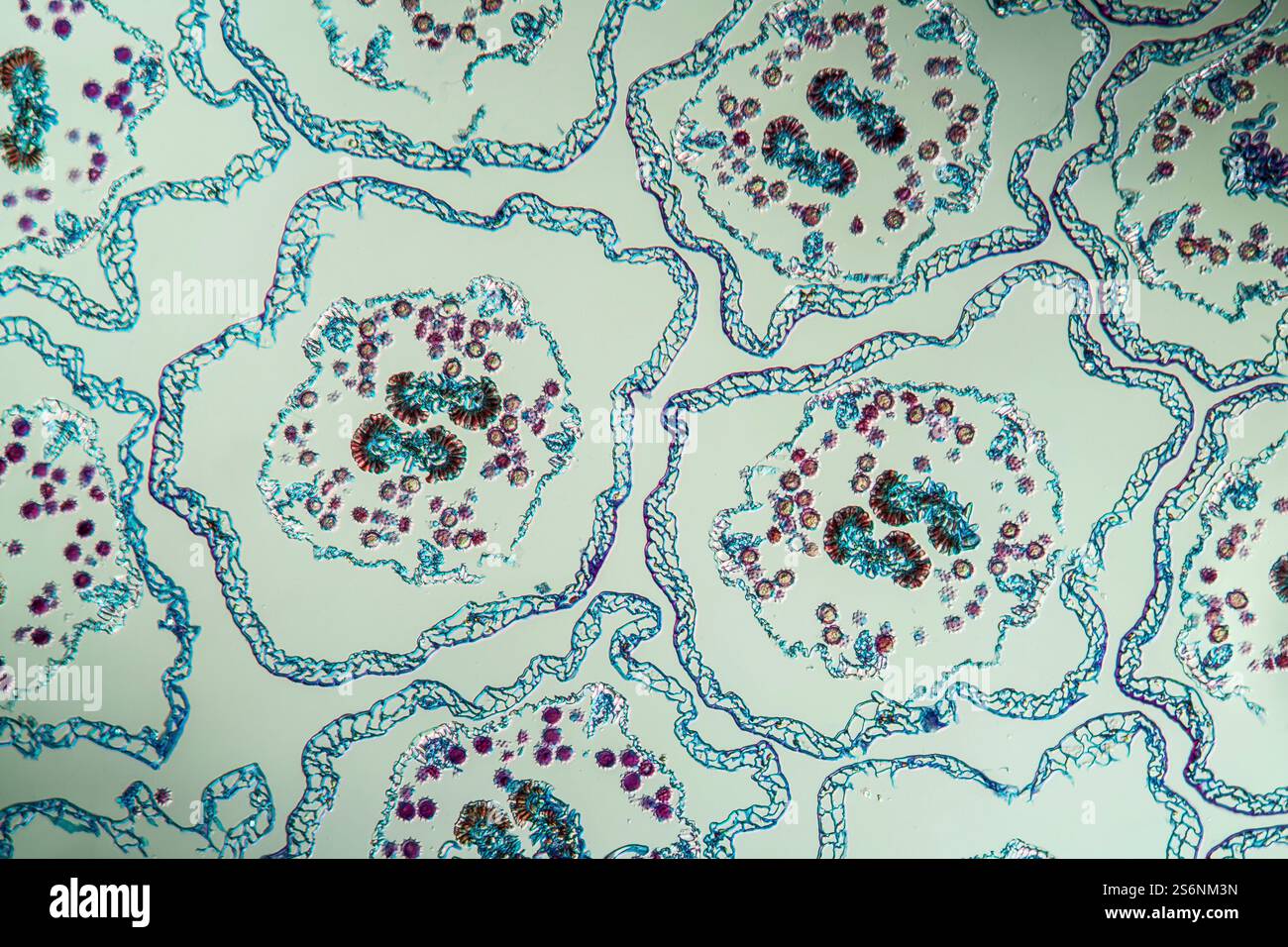 Daisies flower in cross section, 100x Stock Photo - Alamy