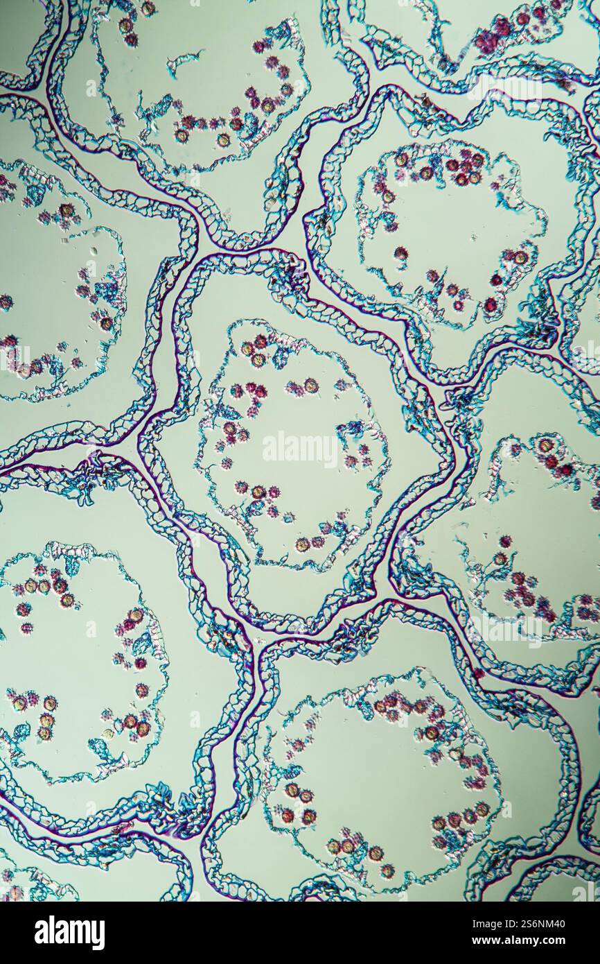 Daisies flower in cross section, 100x Stock Photo - Alamy