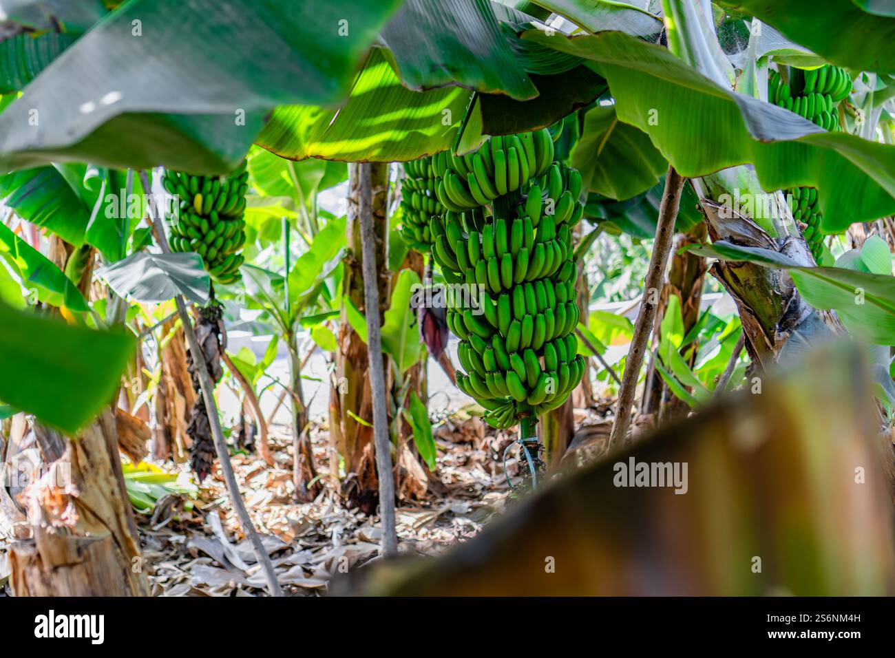 A bunch of bananas are hanging from the trees. The bananas are green ...