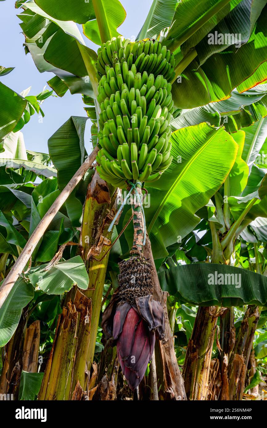 A bunch of bananas hanging from a tree. The bananas are green and ...