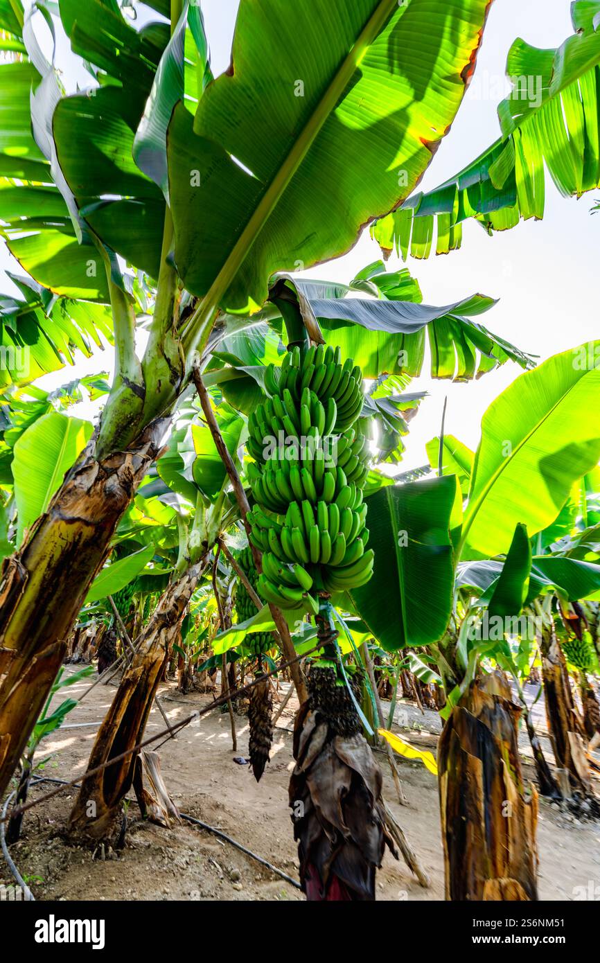 A bunch of bananas hanging from a tree. The bananas are green and are ...