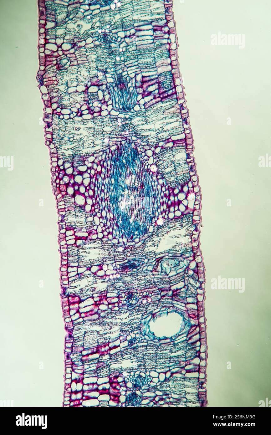 Cross section through sheet 100x hi-res stock photography and images ...