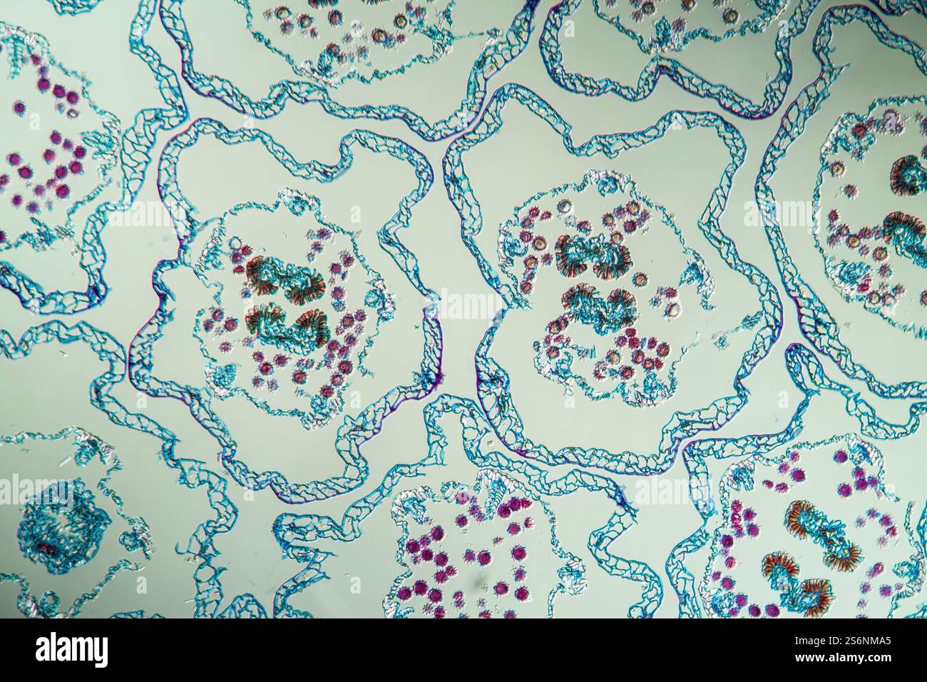 Daisies flower in cross section, 100x Stock Photo - Alamy