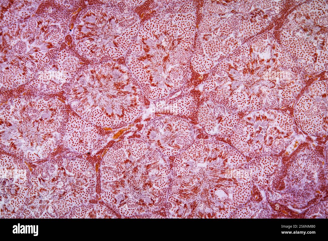Testicular tissue under the microscope 100x Stock Photo - Alamy