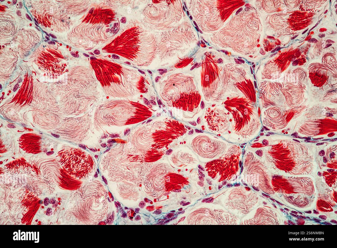 Testicular tissue under the microscope 200x Stock Photo - Alamy