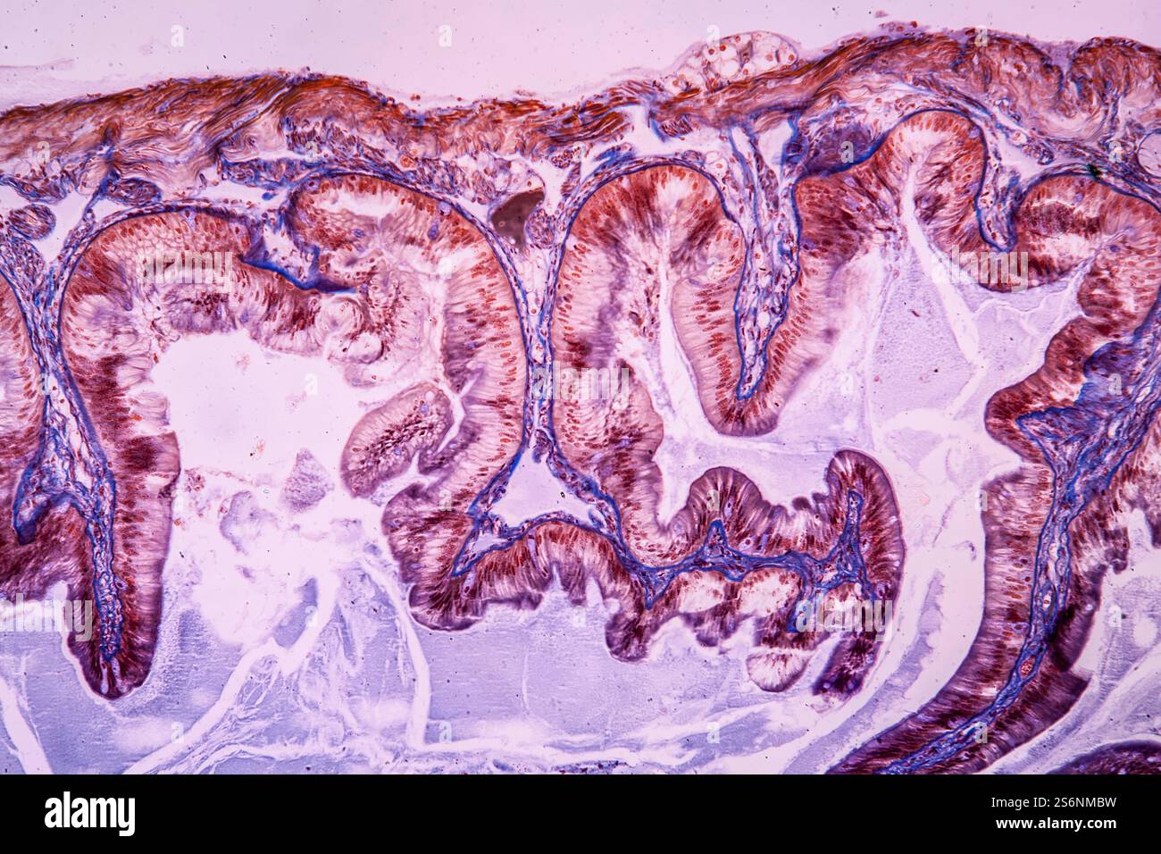 Snail tissue under the microscope 100x Stock Photo - Alamy