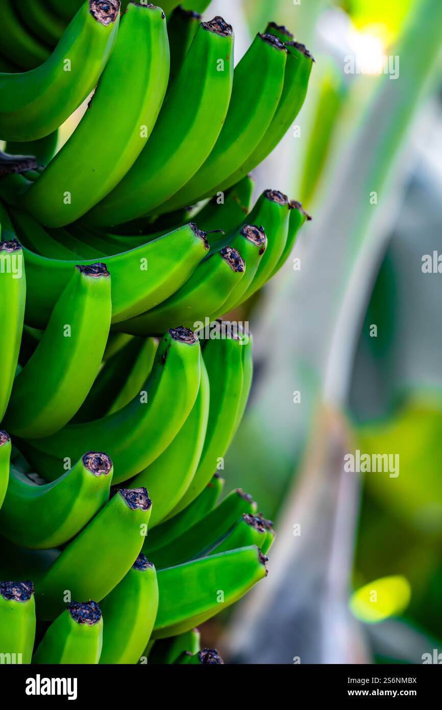 A bunch of green bananas are shown in a close up. The bananas are ...